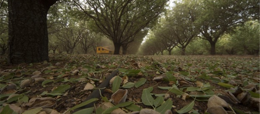 What is with Select Harvests Ltd? | Kalkine